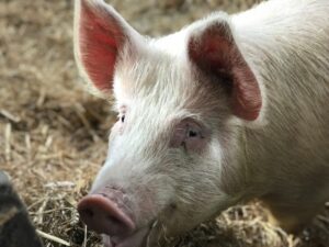 How Genetically Modified Pigs Could End the Shortage of Organs for ...