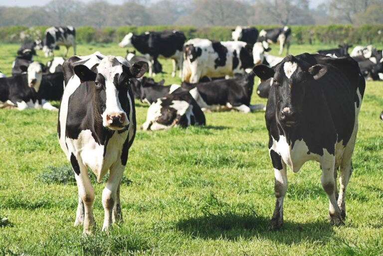 New Study Sparks Debate About Whether H5N1 Virus in Cows Is Adapted to ...